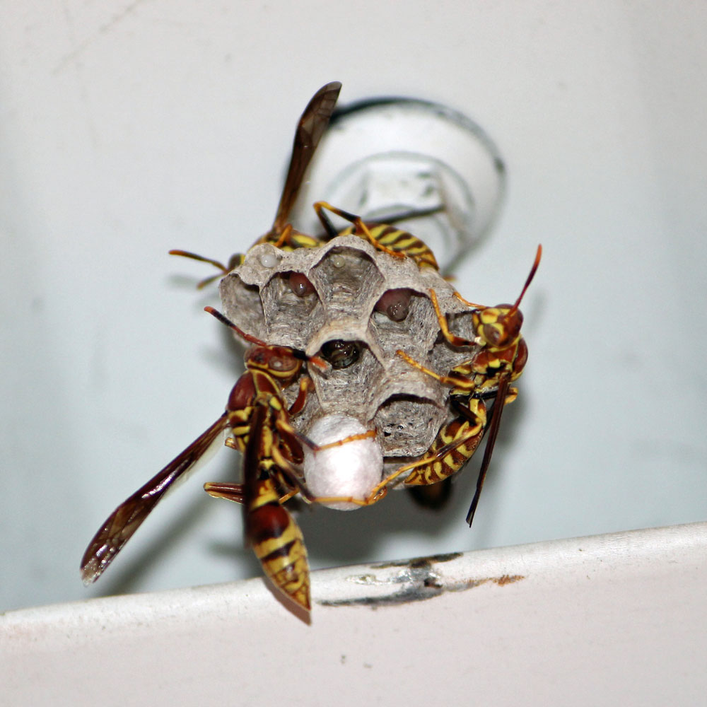 What You Need To Know About Wasps - Bug Off Pest Control